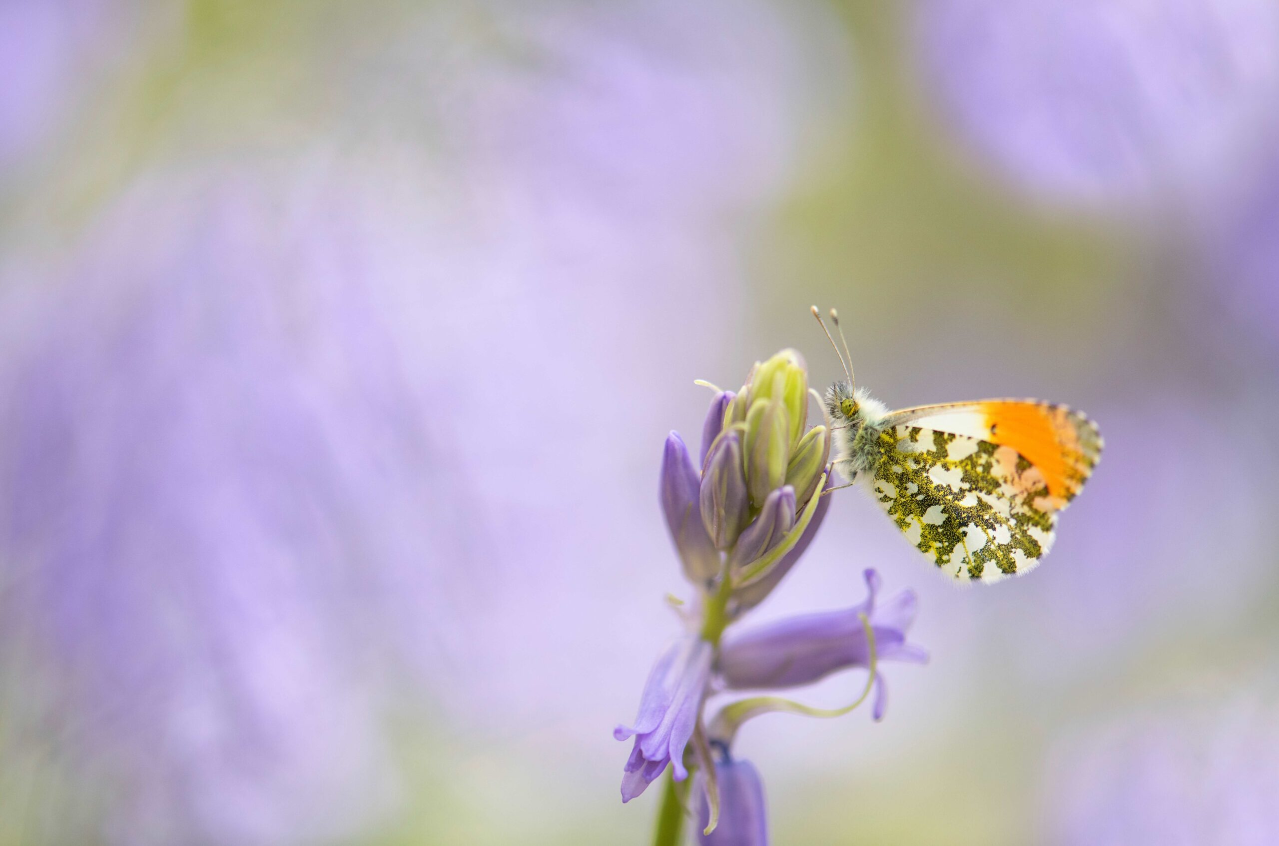 Partners - State of Nature