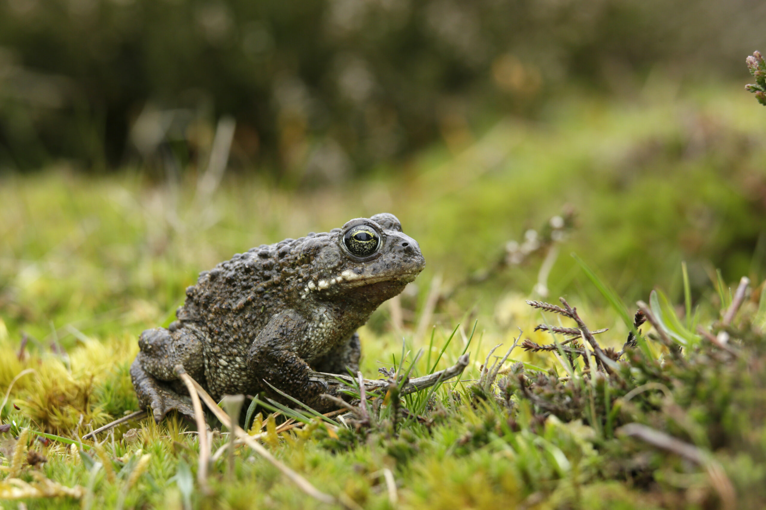 Contact - State of Nature